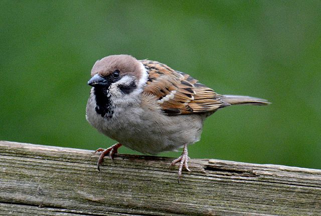 Tree sparrow – Isabella Muir